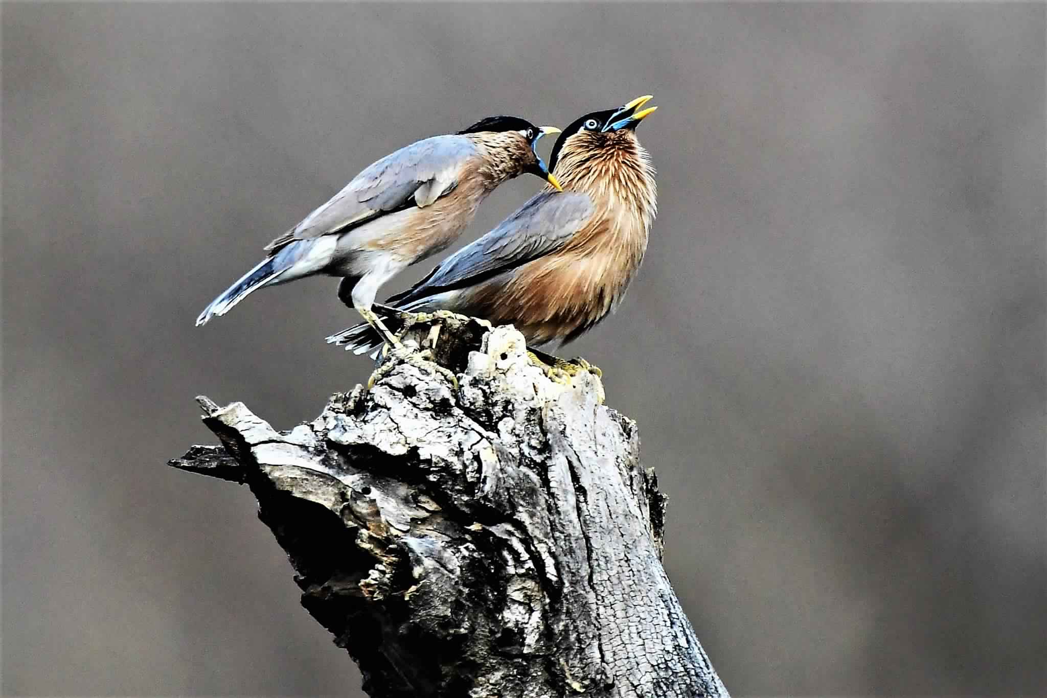 Birding Tour Packages - All India Tour Packages by Indus Trips