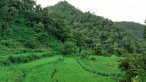 Maral Village Rishikesh Uttarakhand - All India Tour Packages by Indus ...